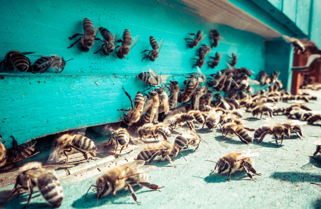 Beekeeping: Why Bees are Vital to the Environment | Resilver