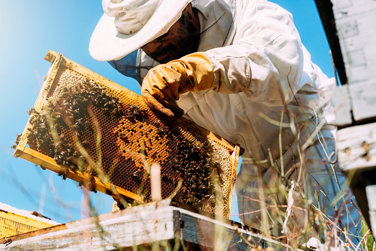 Five Essential Beekeeping Equipment That Makes Work Easier | Resilver